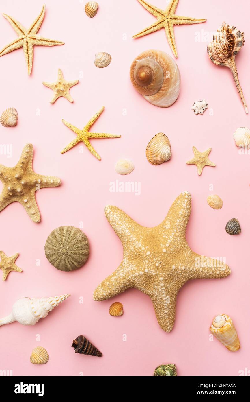 Collection of various seashells on a pink background, top view Stock ...