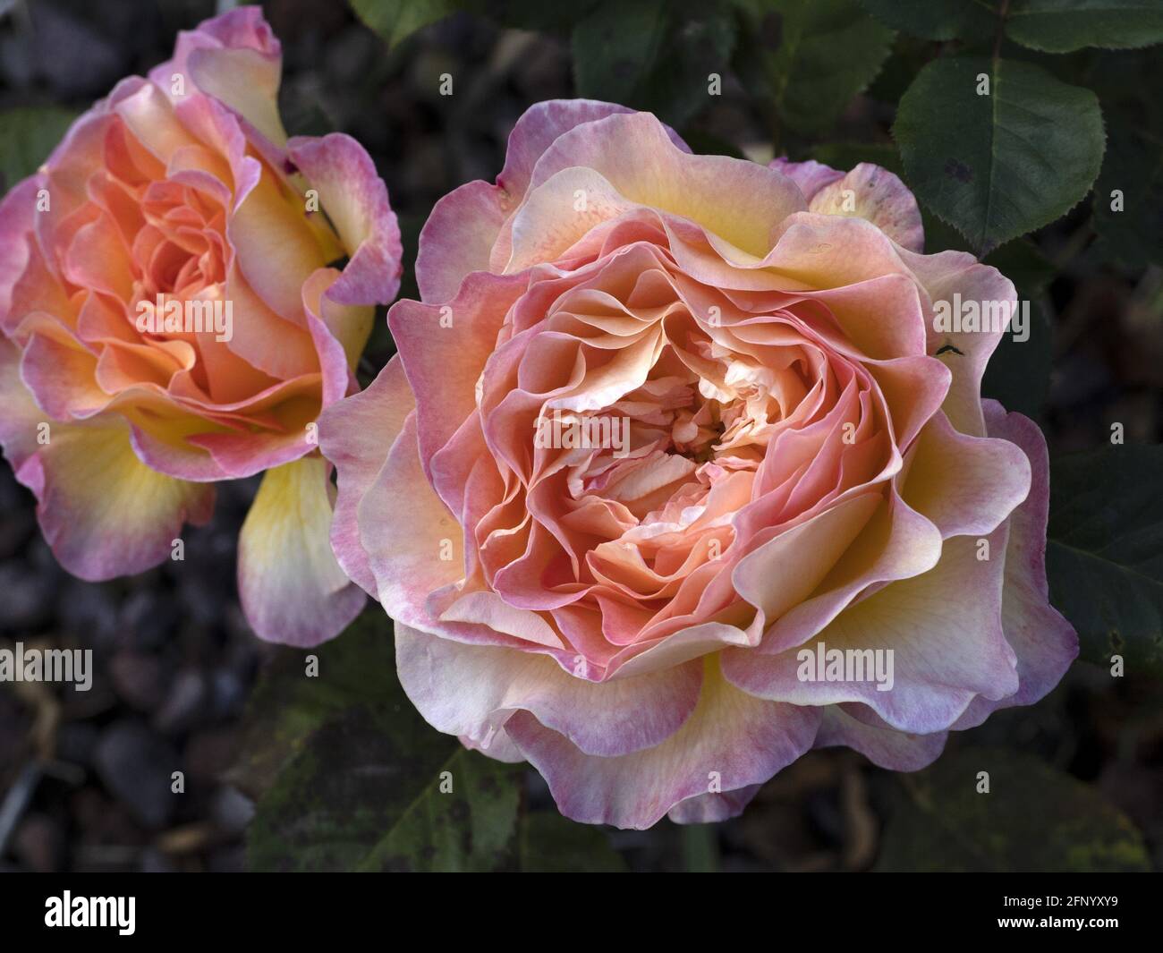 Rare rose flower at cultivation garden macro close up species Stock ...