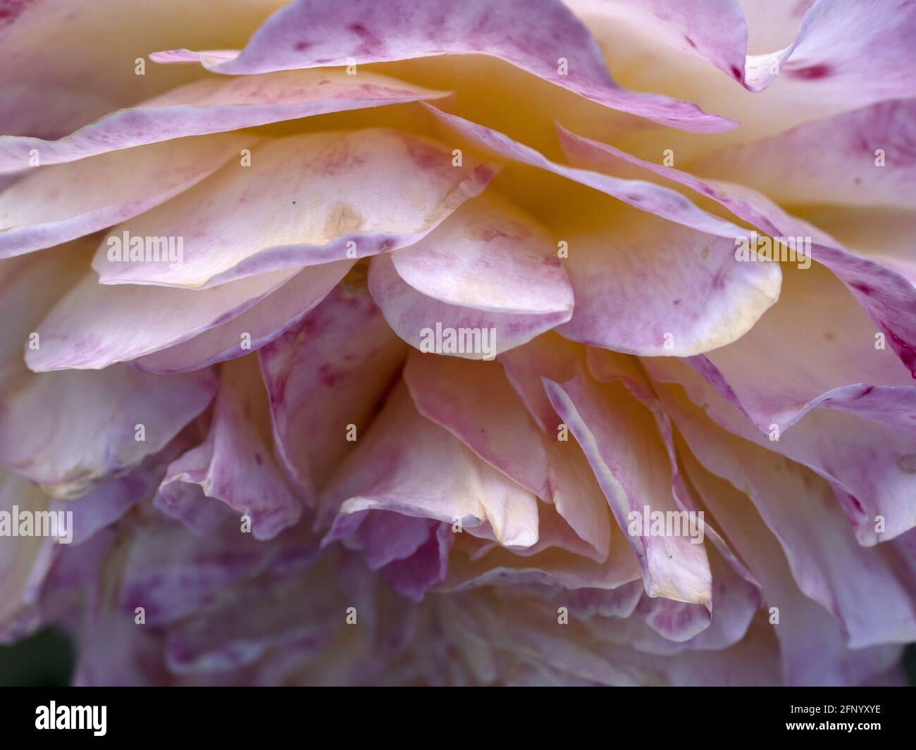 Rare rose flower at cultivation garden macro close up species Stock ...