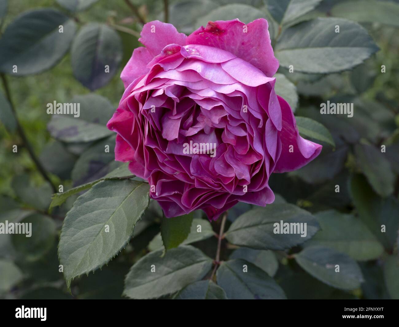 Rare rose flower at cultivation garden macro close up species Stock ...