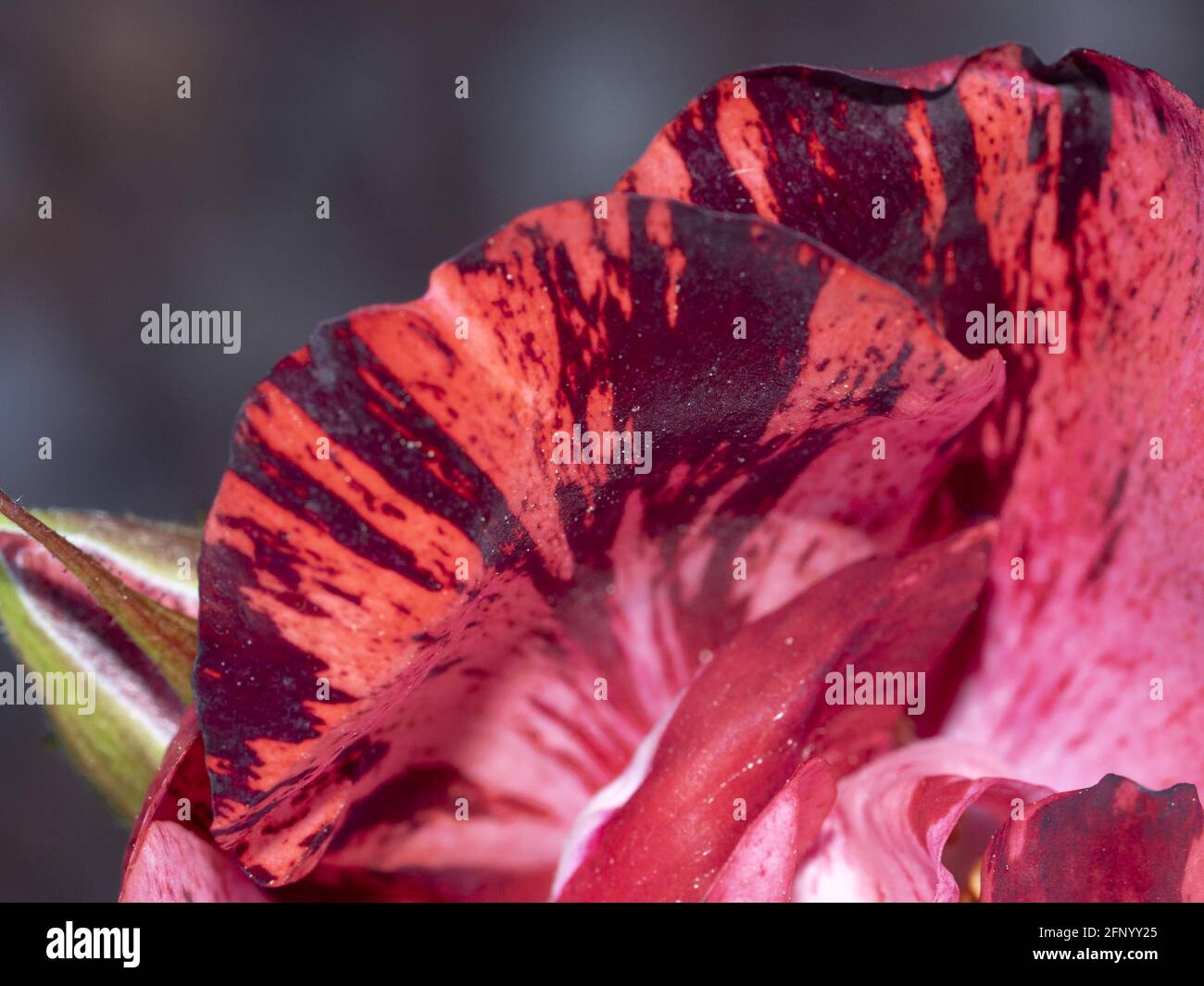 Rare rose flower at cultivation garden macro close up species Stock ...