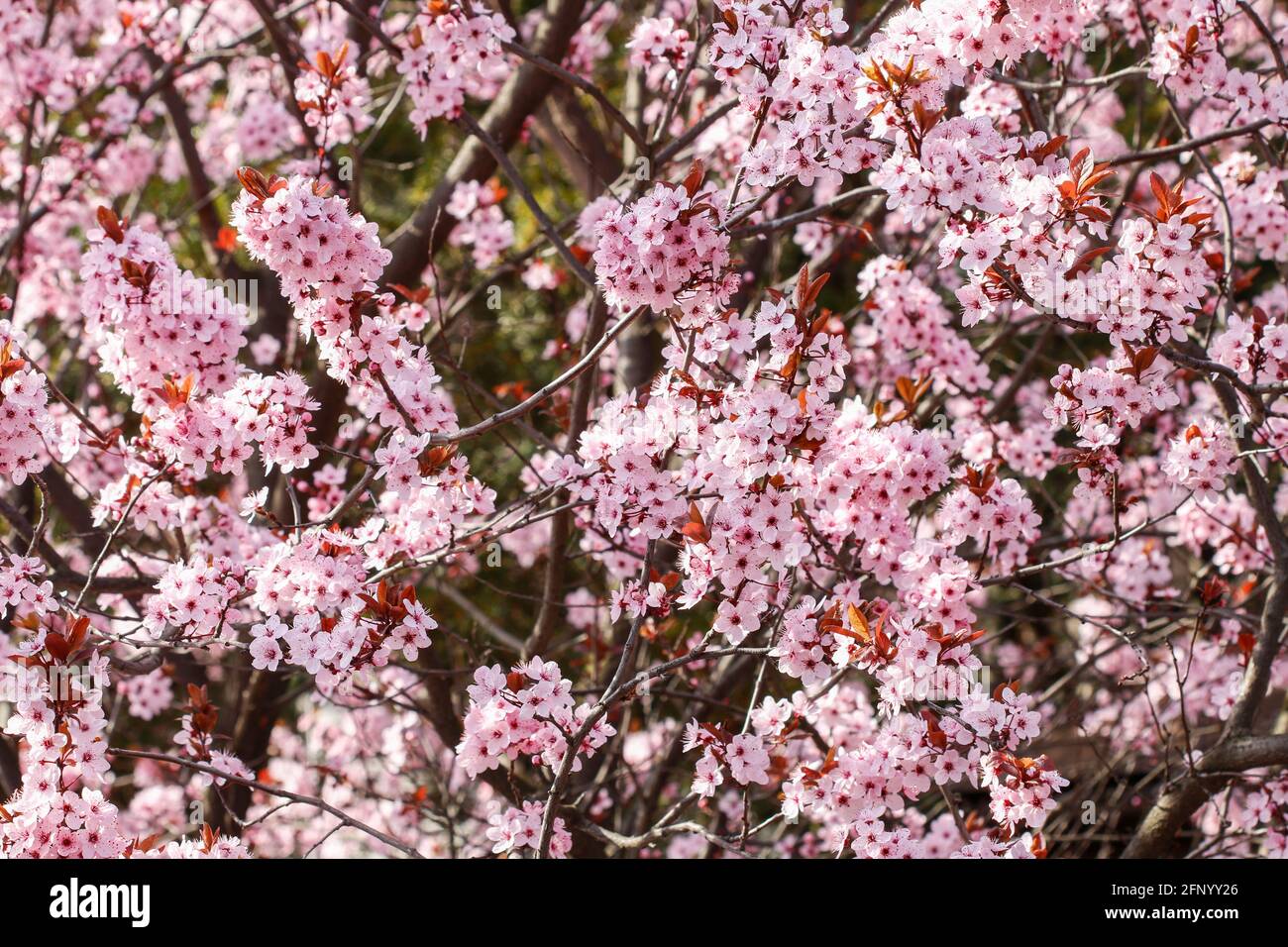 Blooming branch of cherry tree. Beautiful spring landscape Stock Photo ...