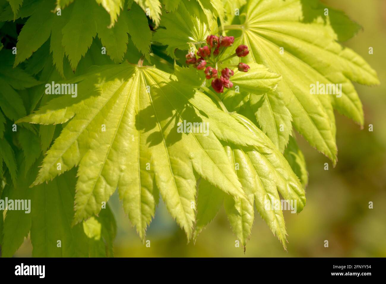 Acer shirasawanum hi-res stock photography and images - Alamy