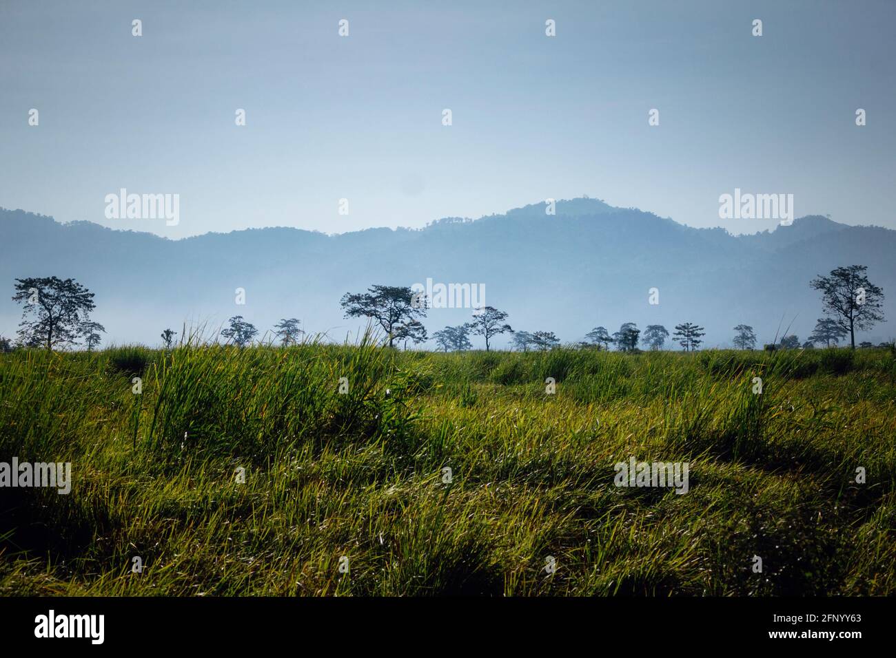 Plains of assam hi-res stock photography and images - Alamy