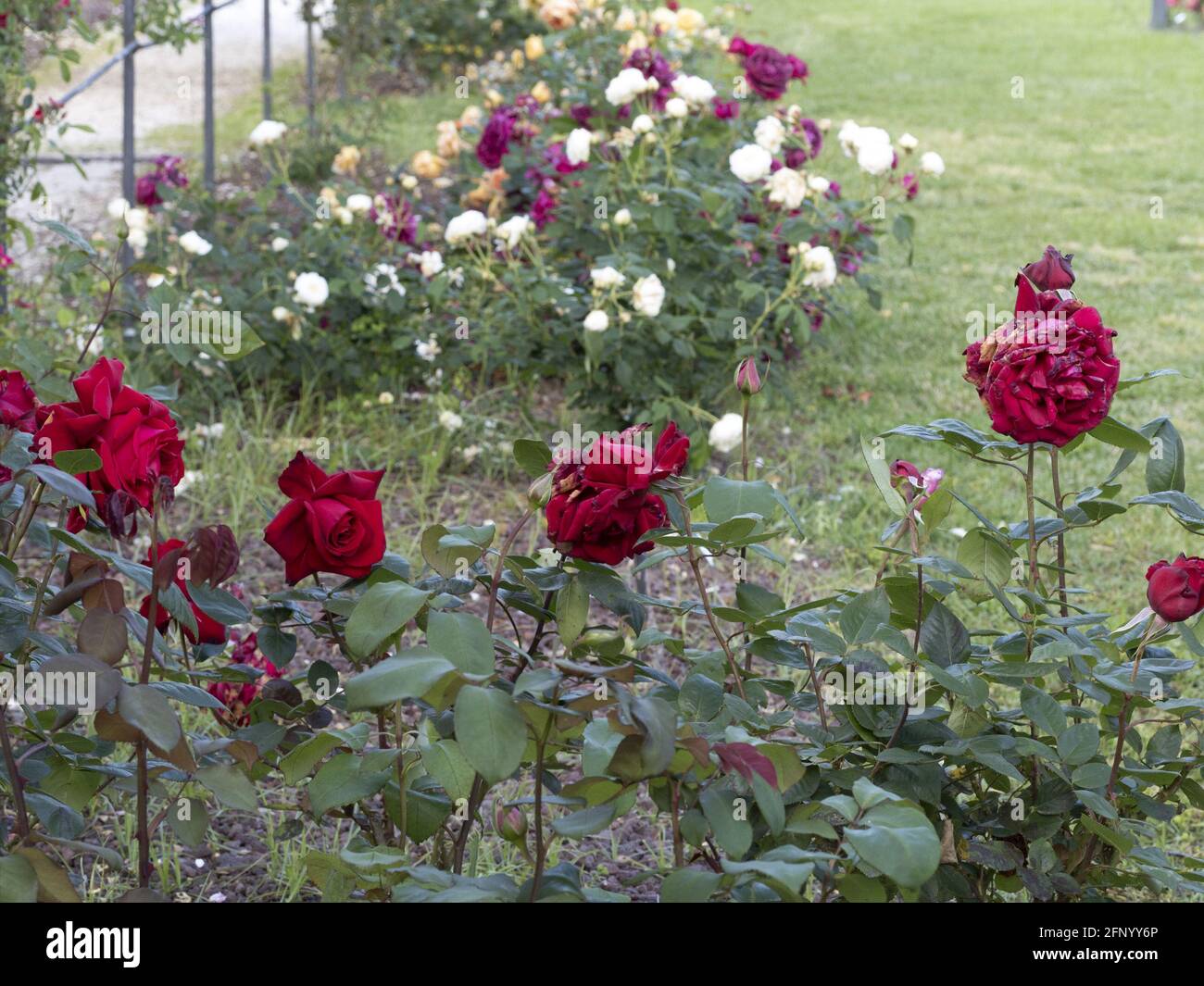 Rare rose flower at cultivation garden macro close up species Stock ...