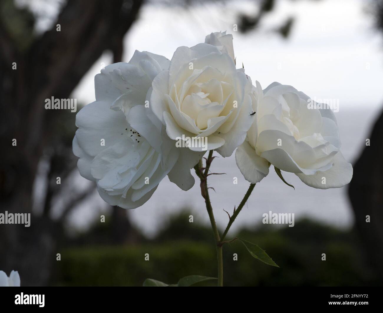 Rare rose flower at cultivation garden macro close up species Stock ...