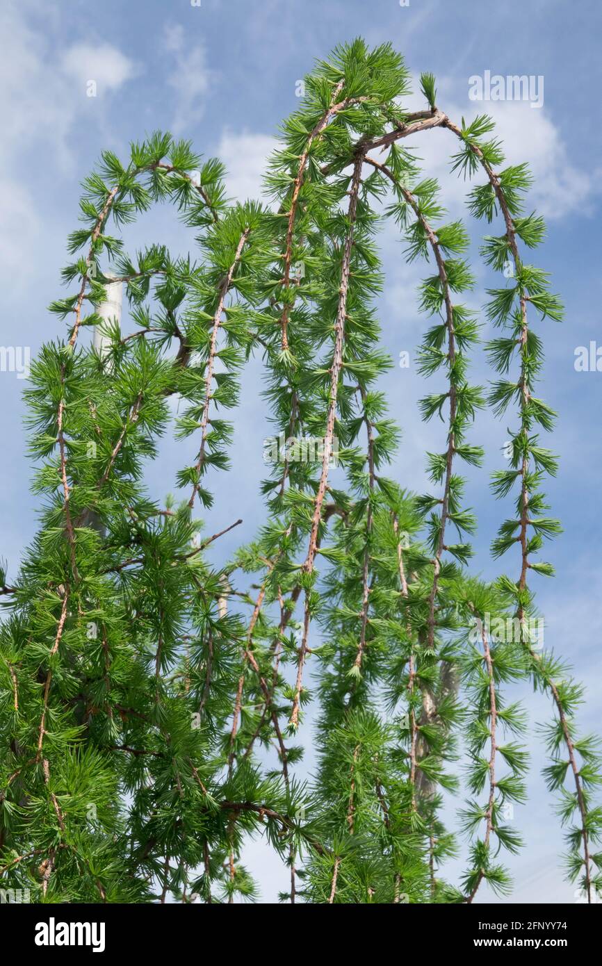 Larix kaempferi "Stiff Weeper" Larix kaempferi, Japanese Larch Stock ...