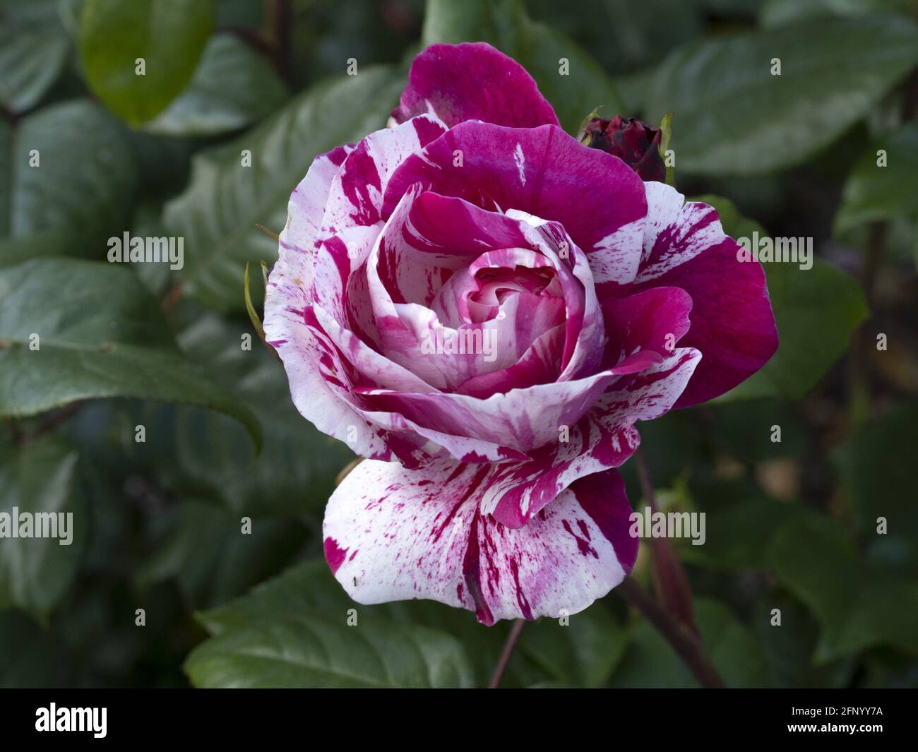 Rare rose flower at cultivation garden macro close up species ...