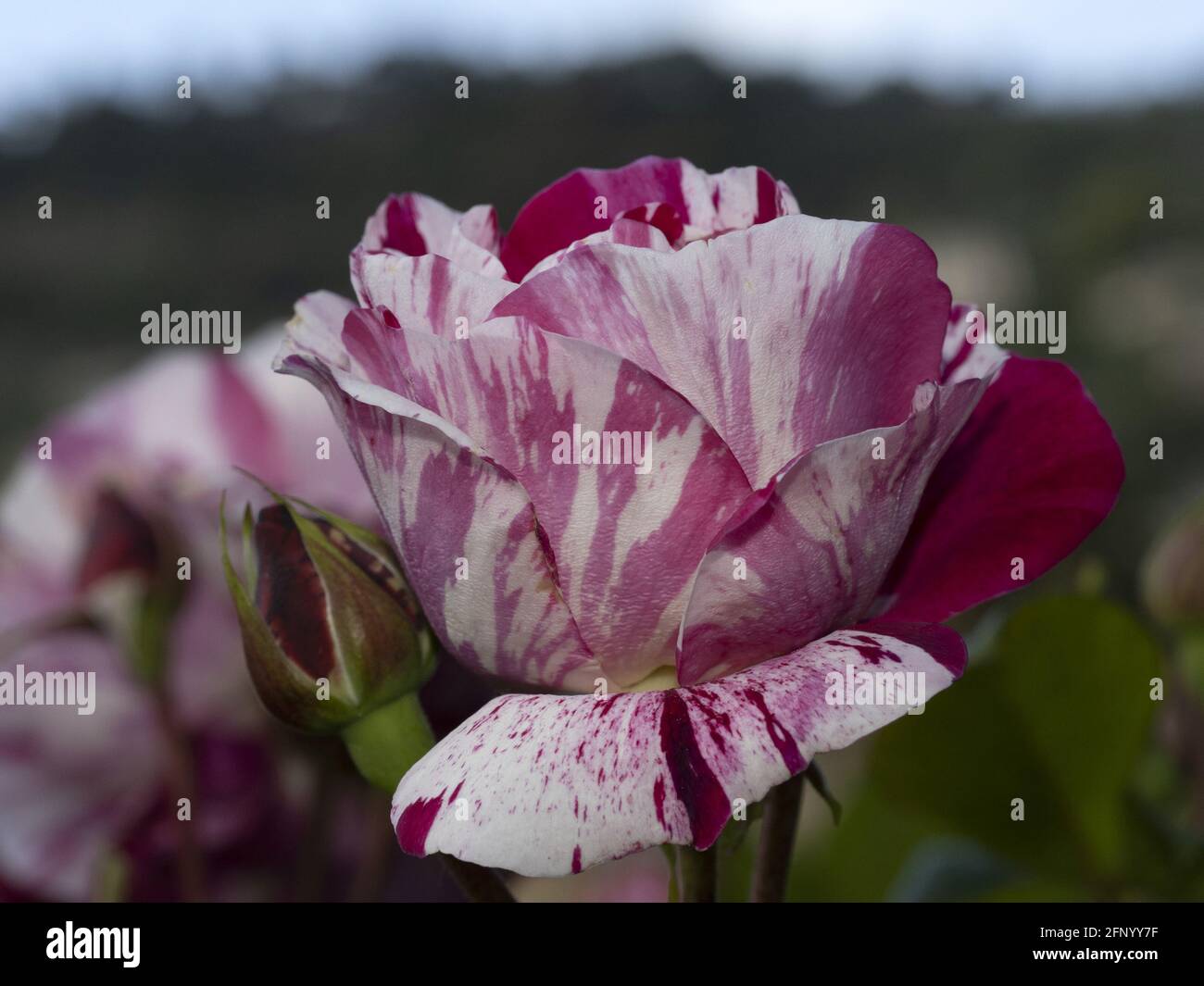 Rare rose flower at cultivation garden macro close up species ...
