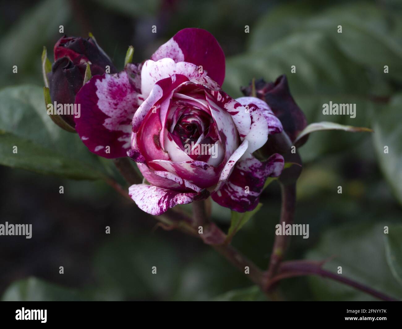 Rare rose flower at cultivation garden macro close up species ...