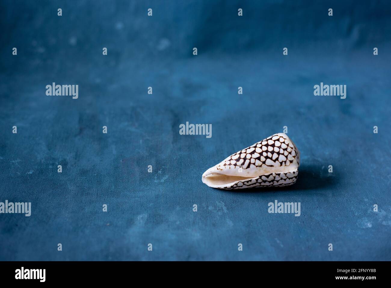 Black Cone on a blue background. Conus Marmoreus. Shell With White ...