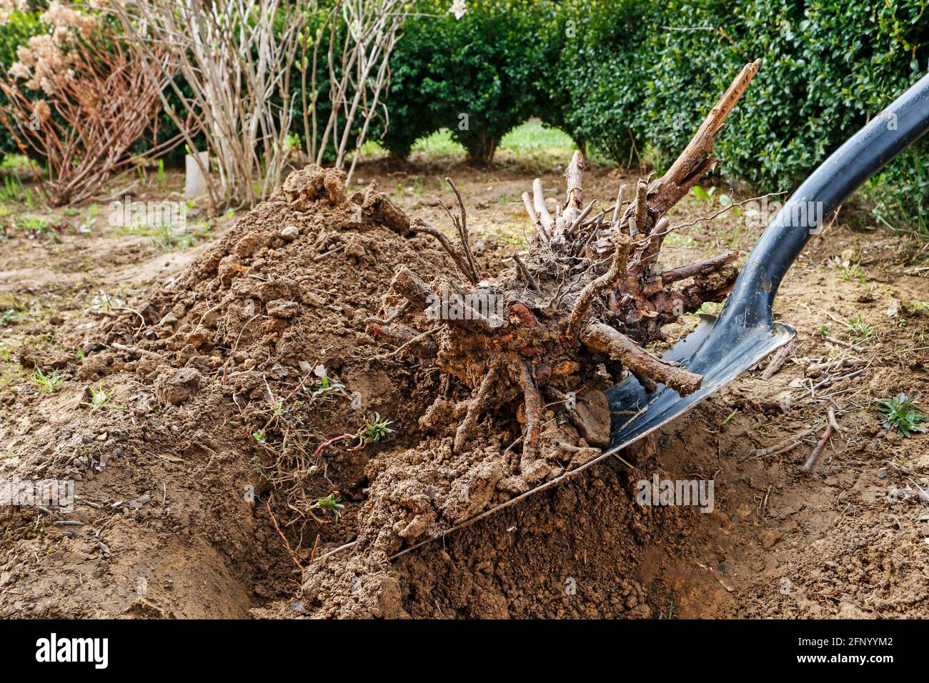 Gardener at work: How to remove old roots from the ground. Step by step ...