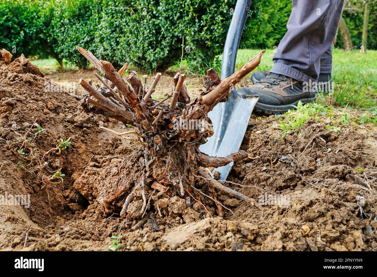 Gardener at work: How to remove old roots from the ground. Step by step ...