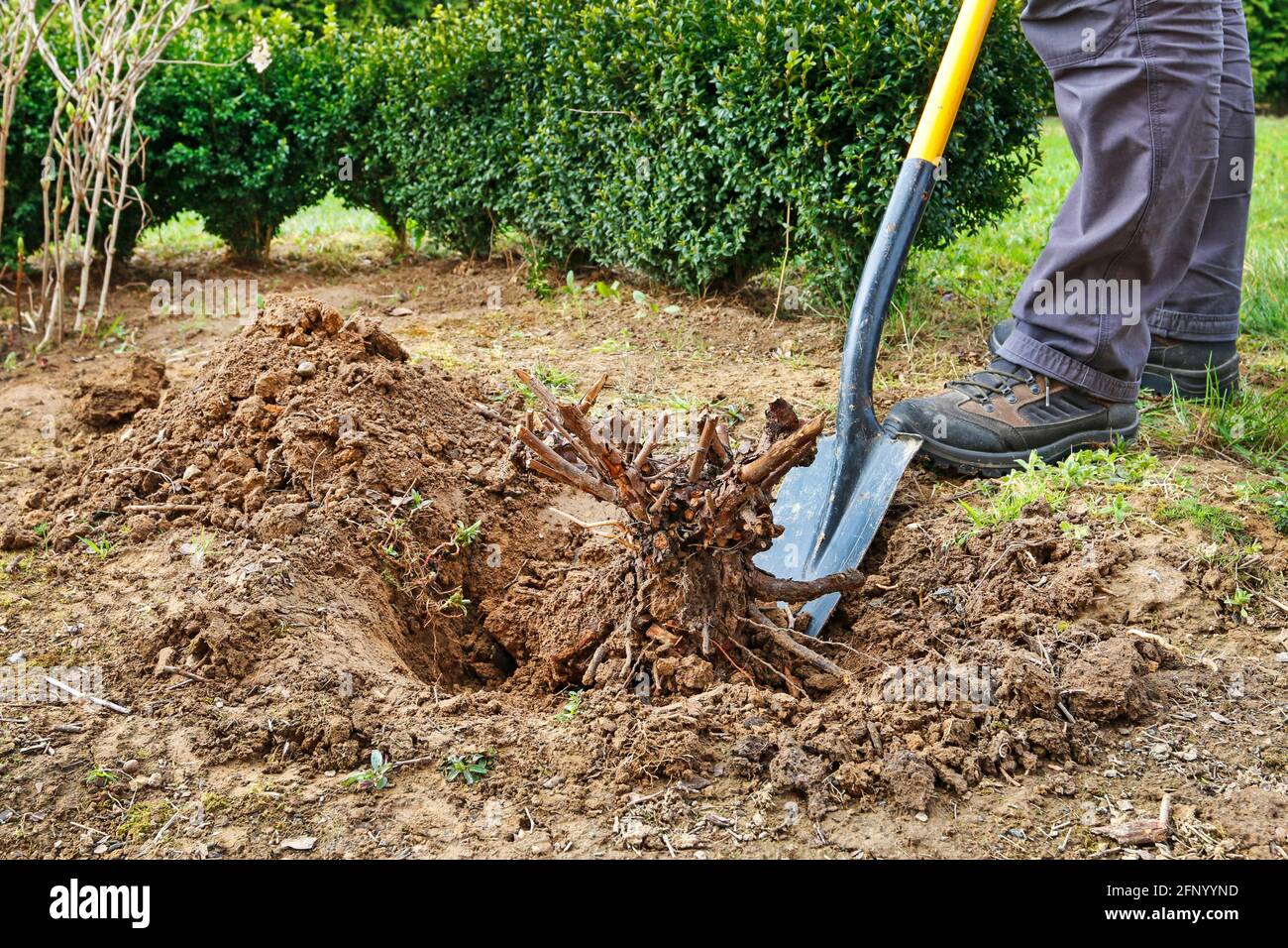 Gardener at work: How to remove old roots from the ground. Step by step ...
