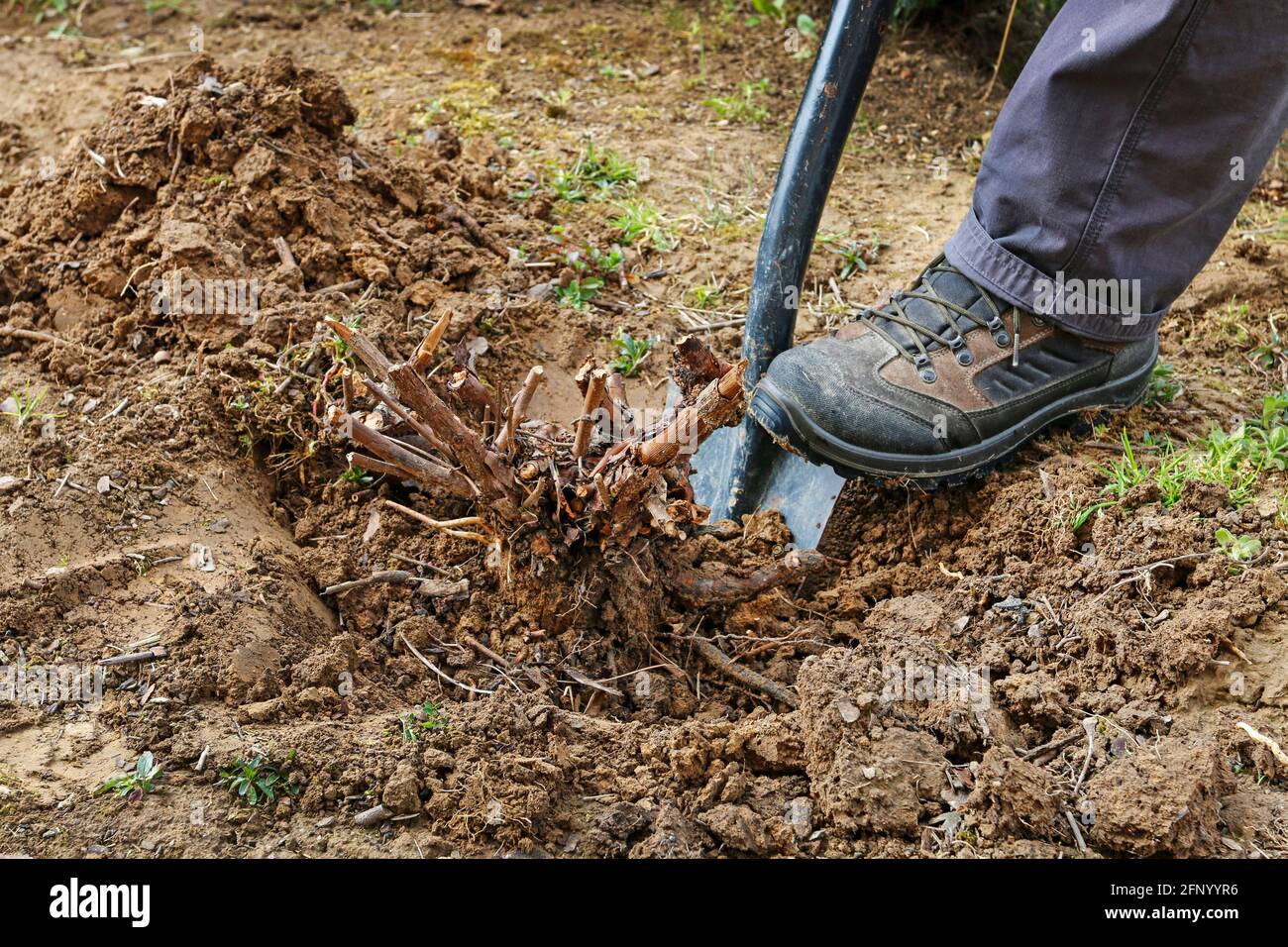 Gardener at work: How to remove old roots from the ground. Step by step ...