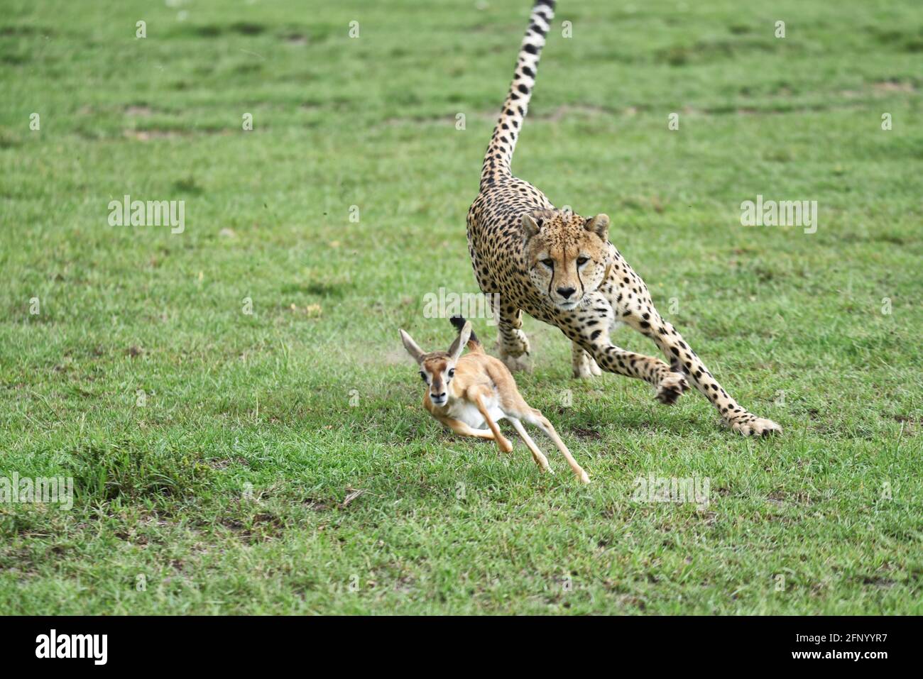 The hungry cat inched in on the poor baby gazelle, which was under ...
