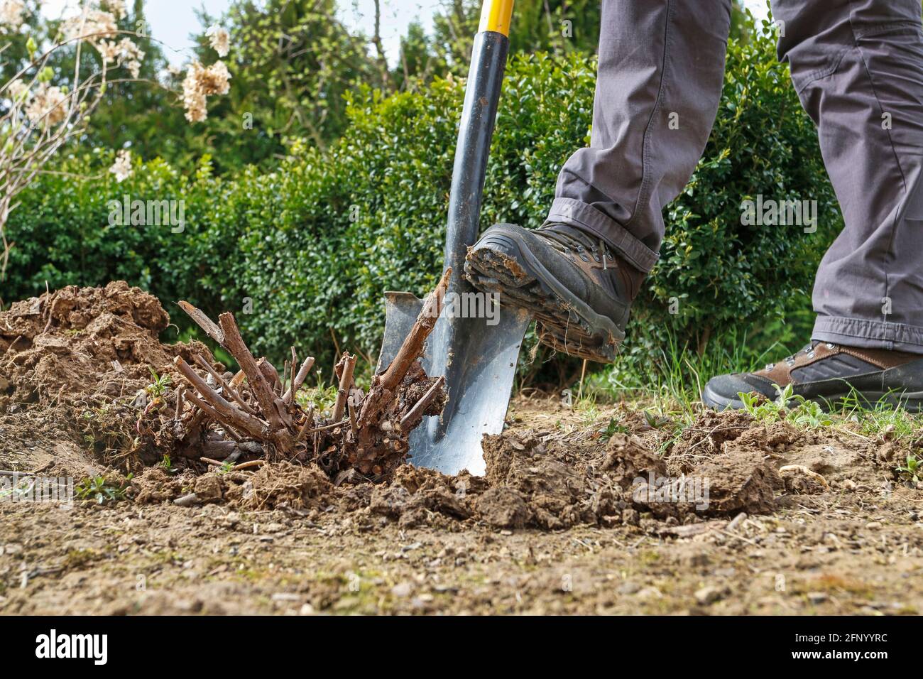 Gardener at work: How to remove old roots from the ground. Step by step ...