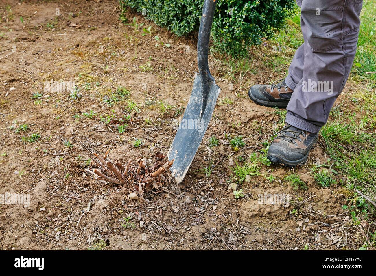 Gardener at work: How to remove old roots from the ground. Step by step ...