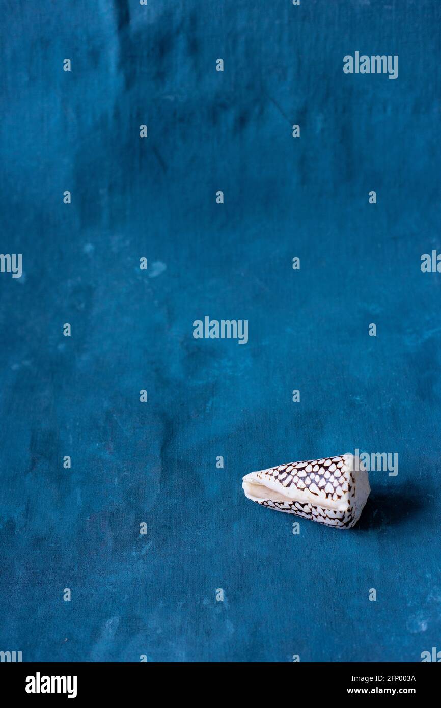 Conidae High Resolution Stock Photography and Images - Alamy