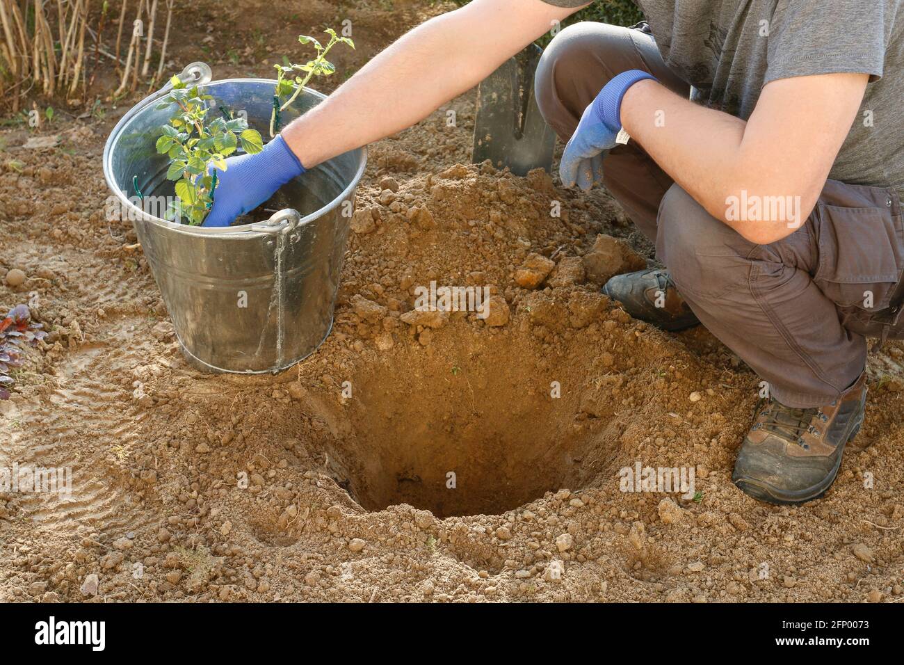 Gardener at work: How to plant a rose shrub in the ground. Step by step ...