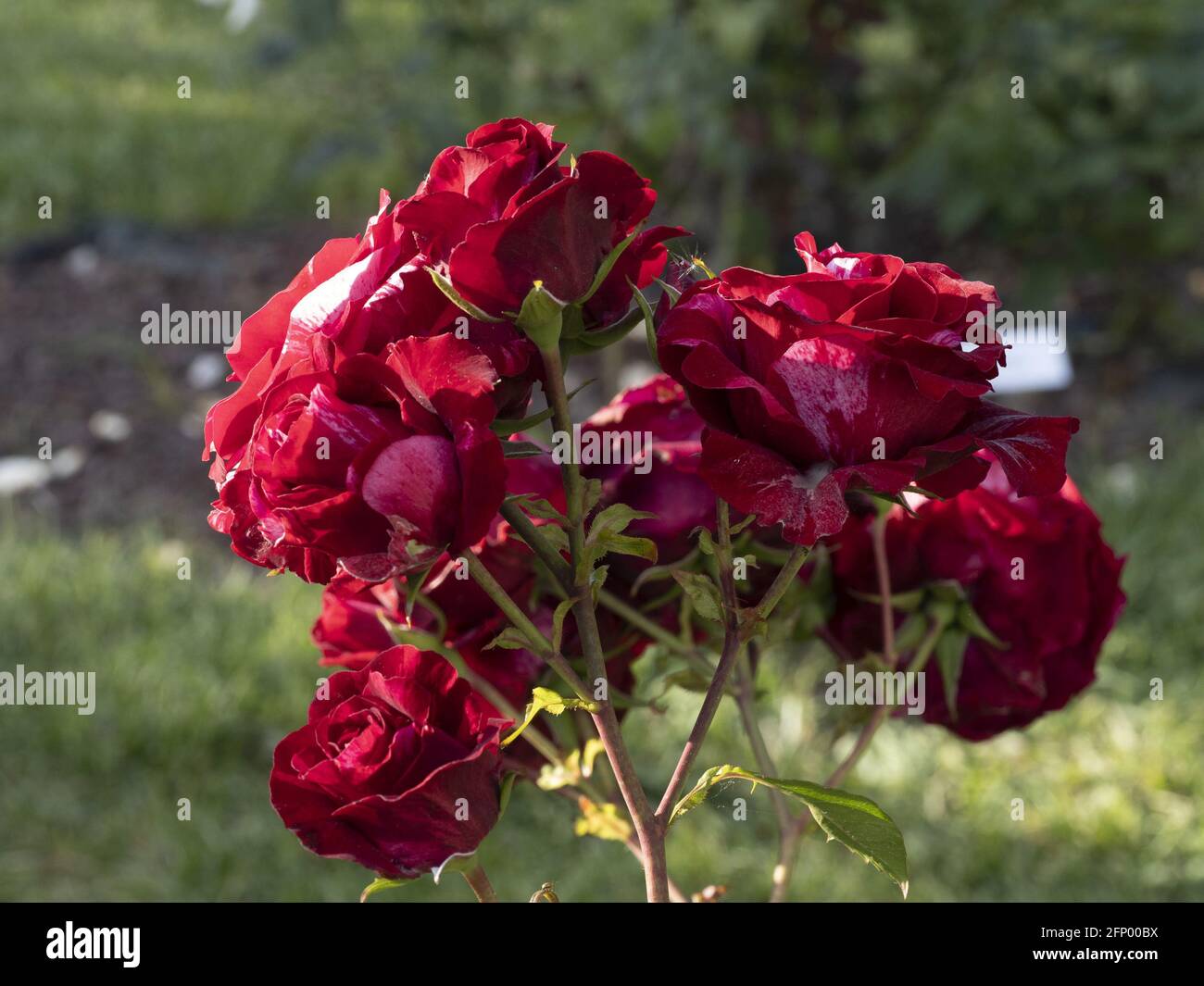 Rare rose flower at cultivation garden macro close up species ...