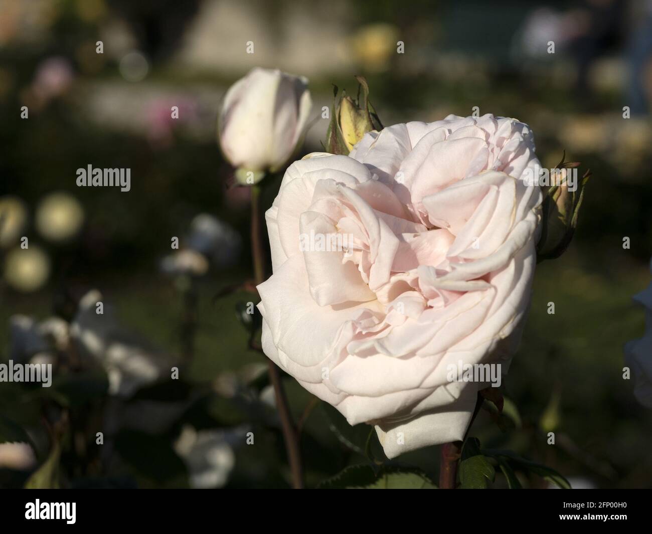 Pale Pink Roses Prince