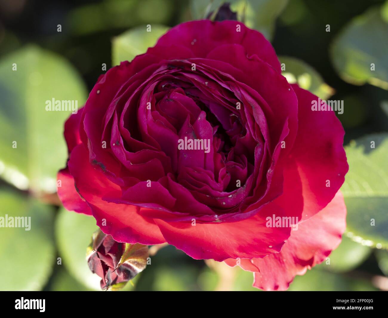 Rare rose flower at cultivation garden macro close up species Leonardo ...