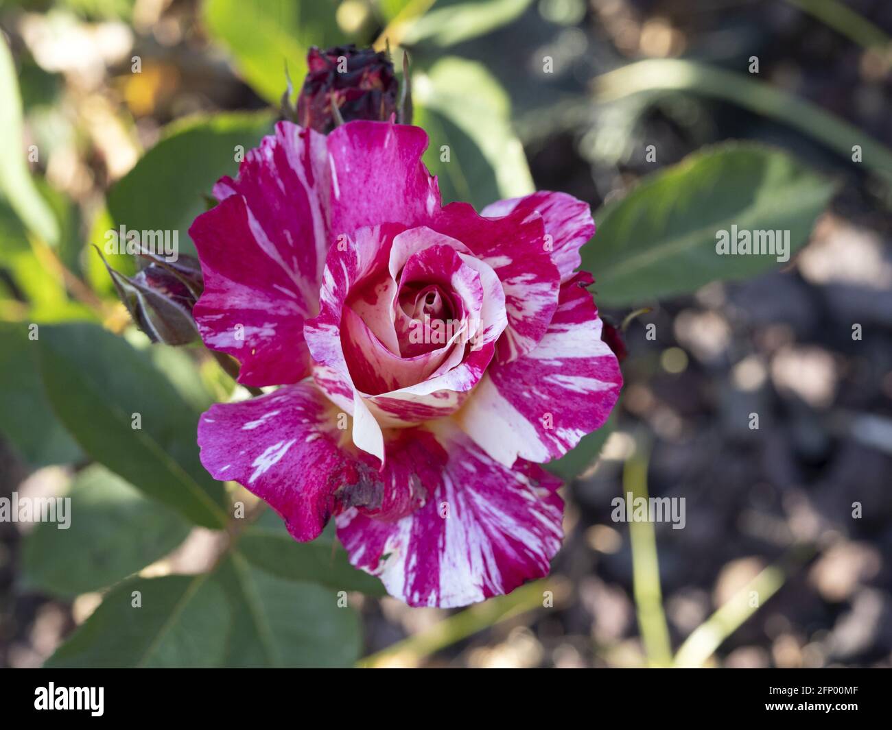 Rare rose flower at cultivation garden macro close up species Maurice ...