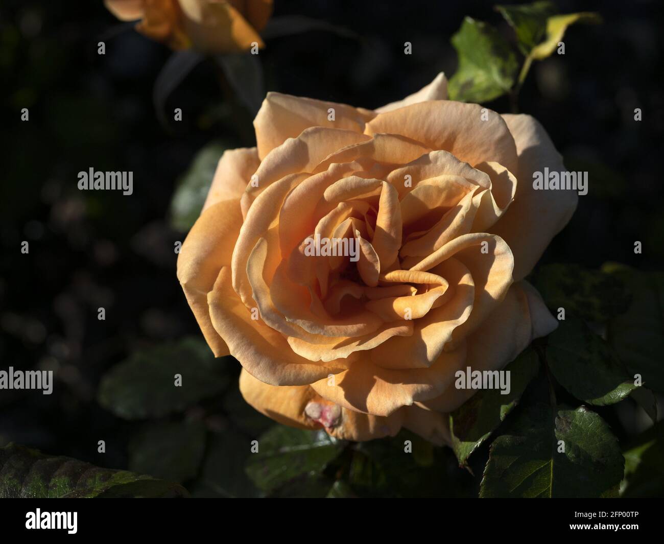 Rare rose flower cultivation hi-res stock photography and images - Alamy