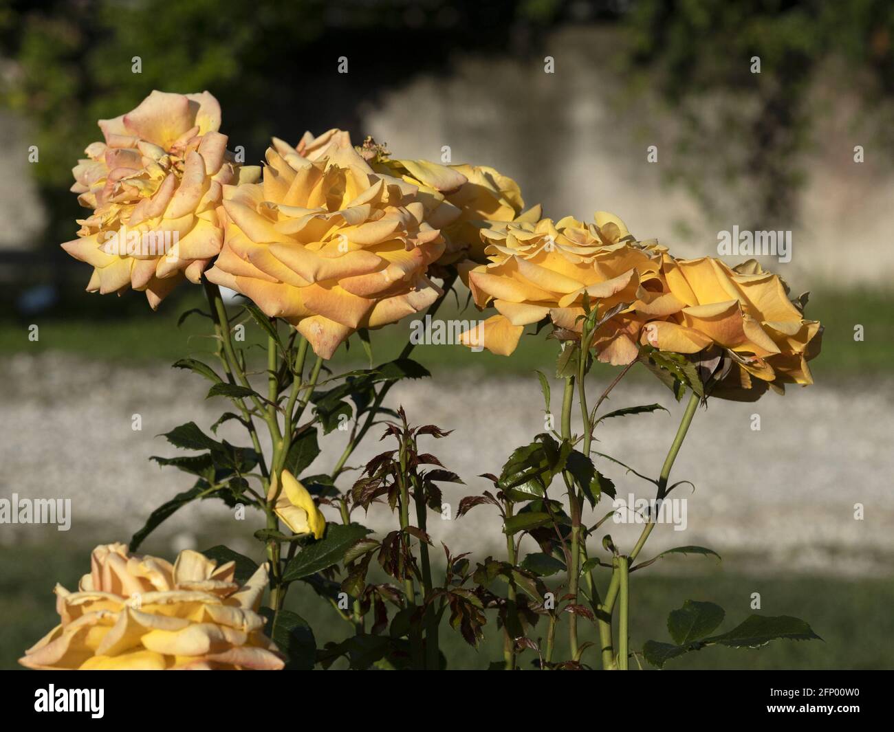 Rare rose flower at cultivation garden macro close up species Amber ...