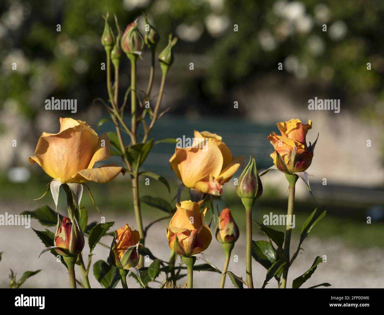 Rare rose flower at cultivation garden macro close up species Amber ...