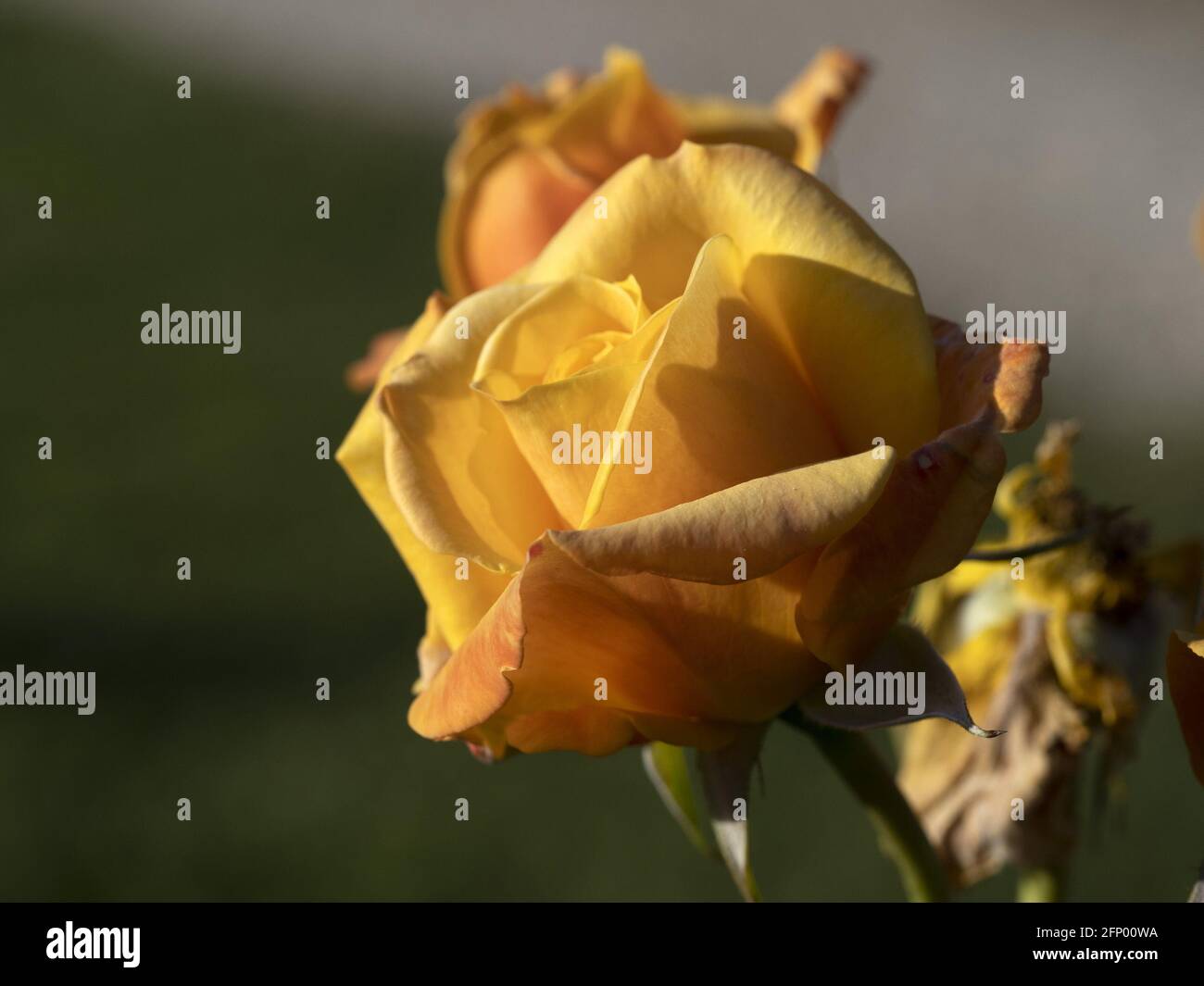 Rare rose flower at cultivation garden macro close up species Amber ...