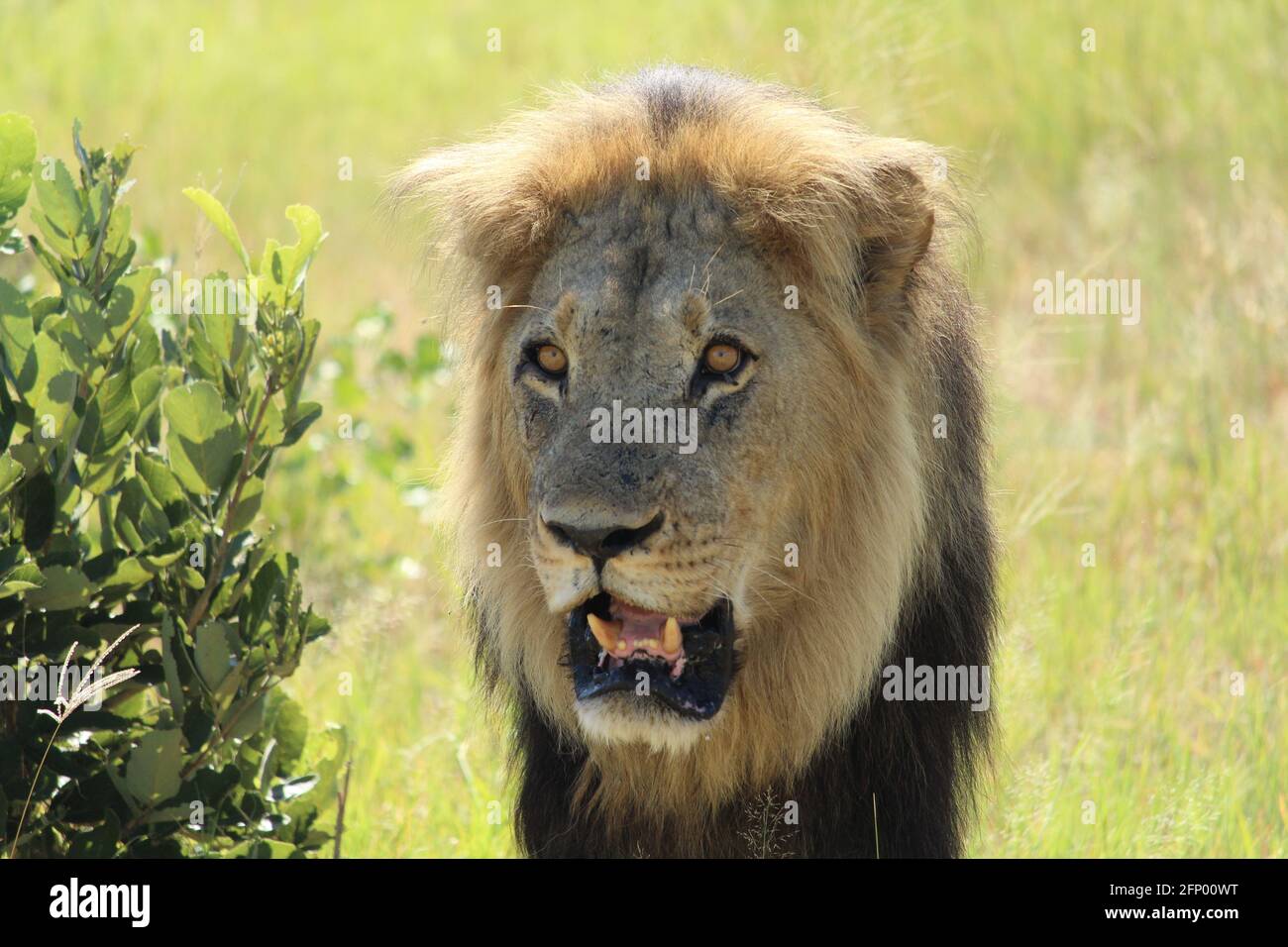 Lionbotswana hi-res stock photography and images - Alamy