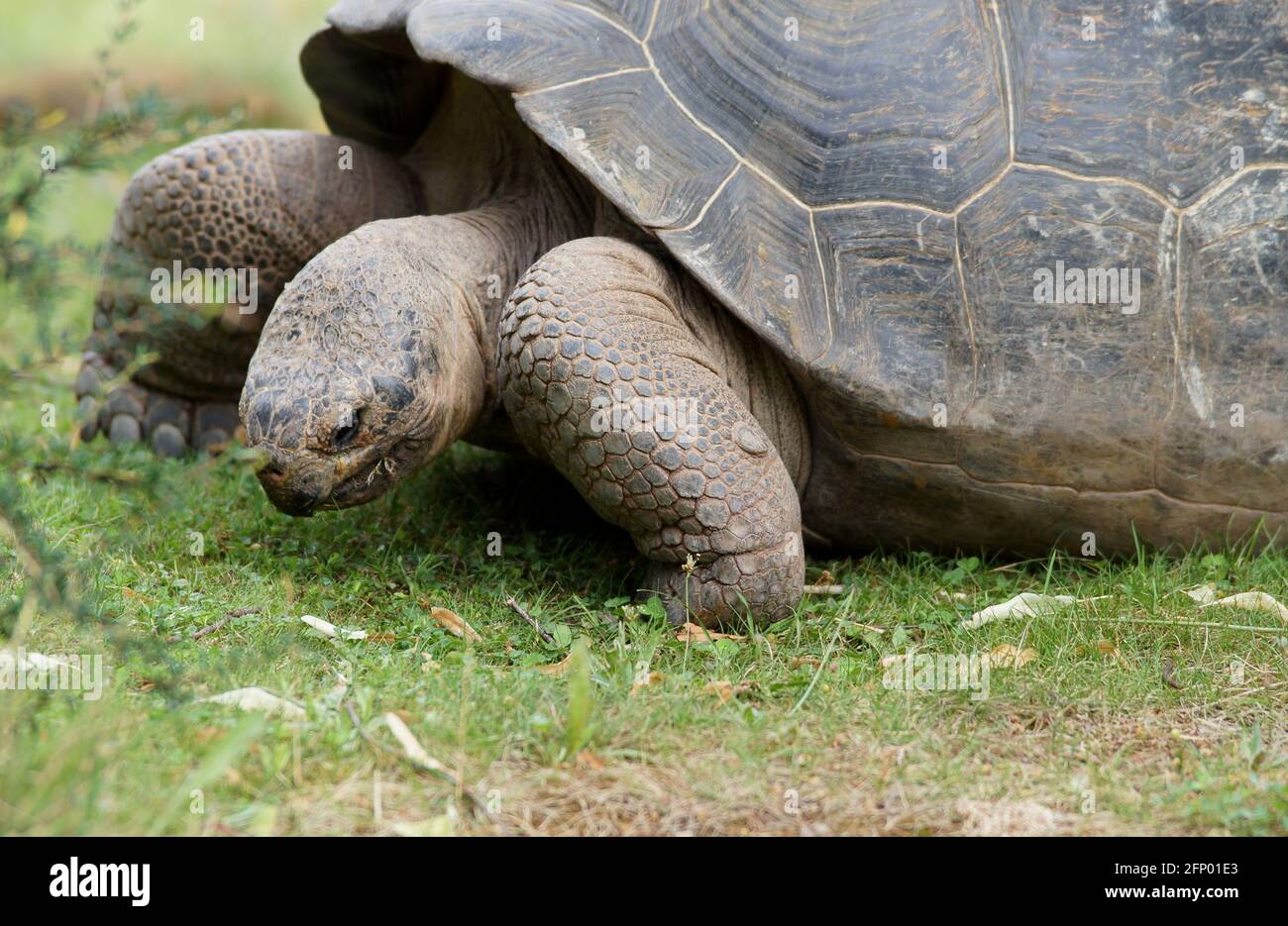 Galápagos giant tortoise, turtle eating grass Stock Photo - Alamy