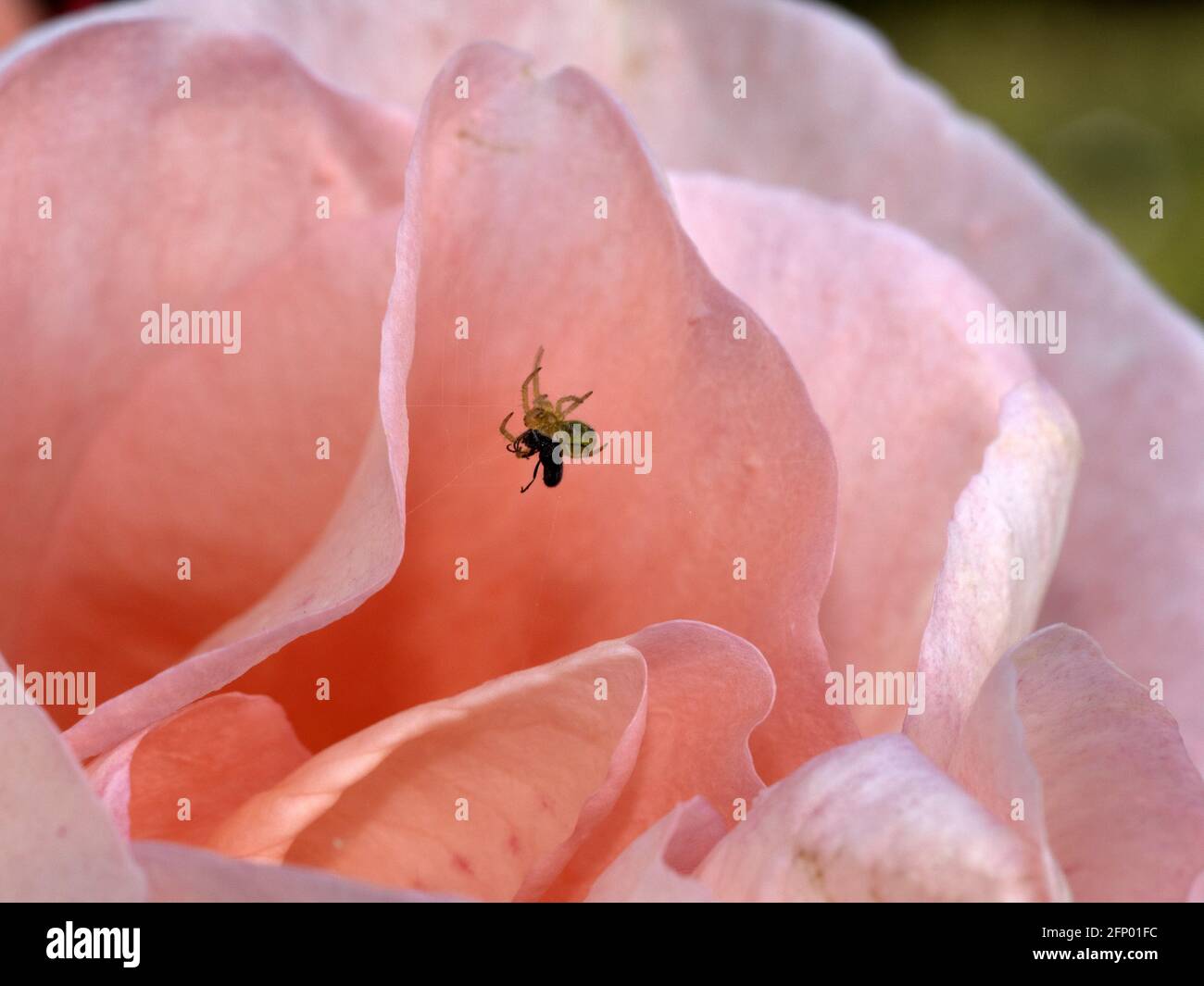 spider catching fly inside rose flower macro close up Stock Photo - Alamy