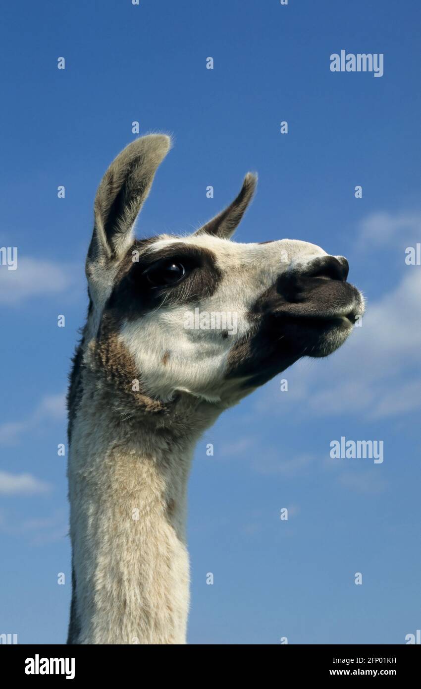 Llamas head hi-res stock photography and images - Alamy