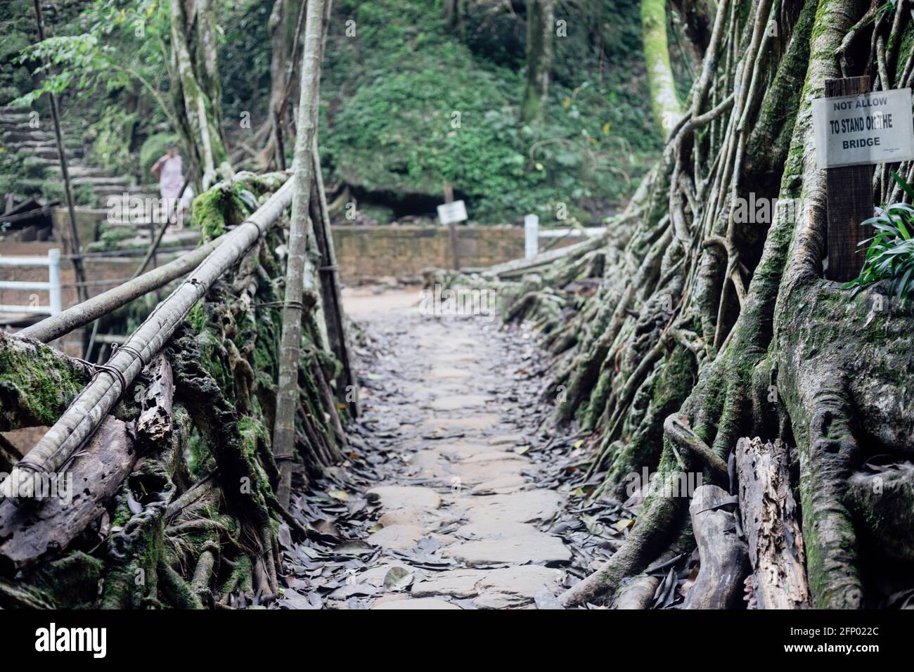 Root bridge of meghalaya hi-res stock photography and images - Alamy