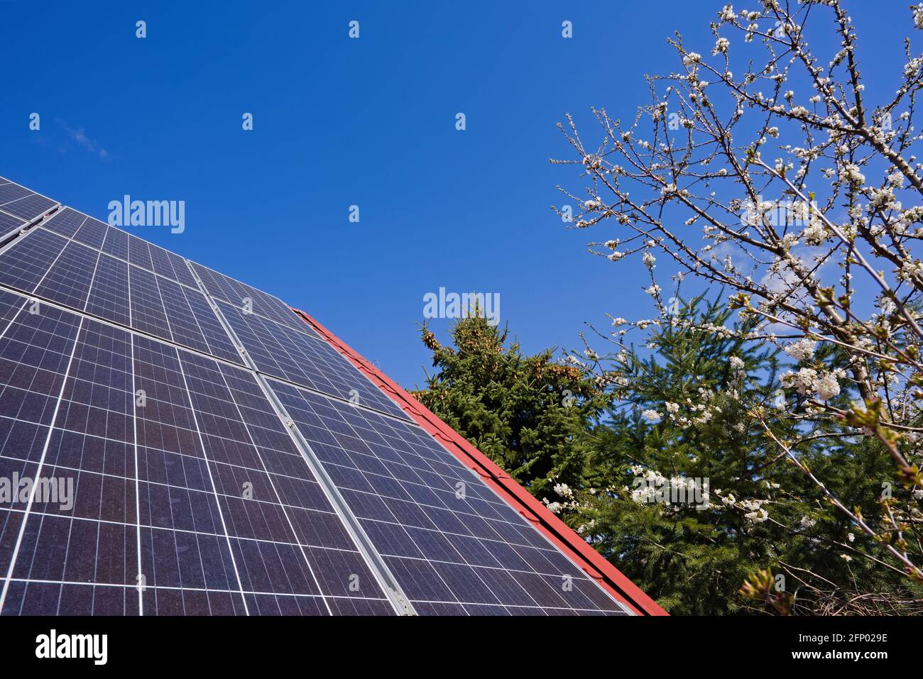 Photovoltaic panels on a slanted roof and fruit tree flowers Stock ...