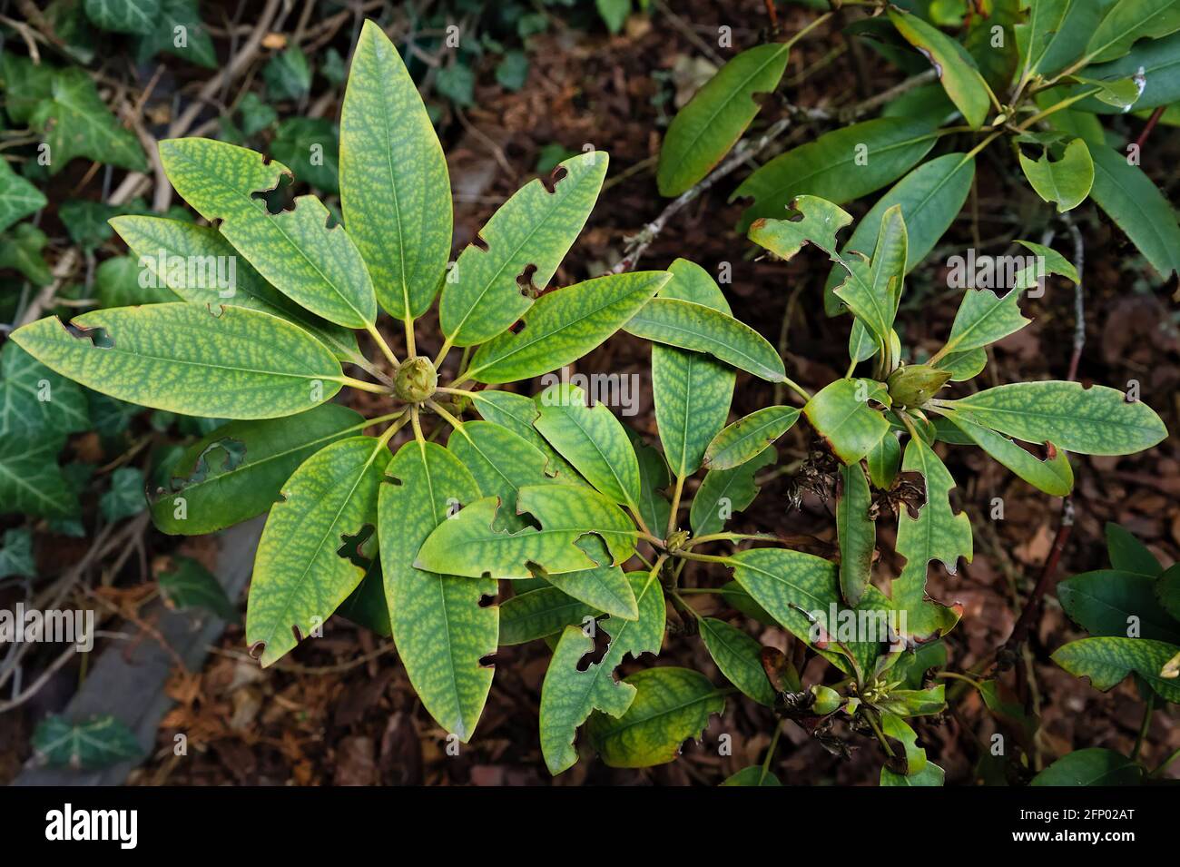 Rhododendron's leaves damaged by the disease in the spring garden Stock ...