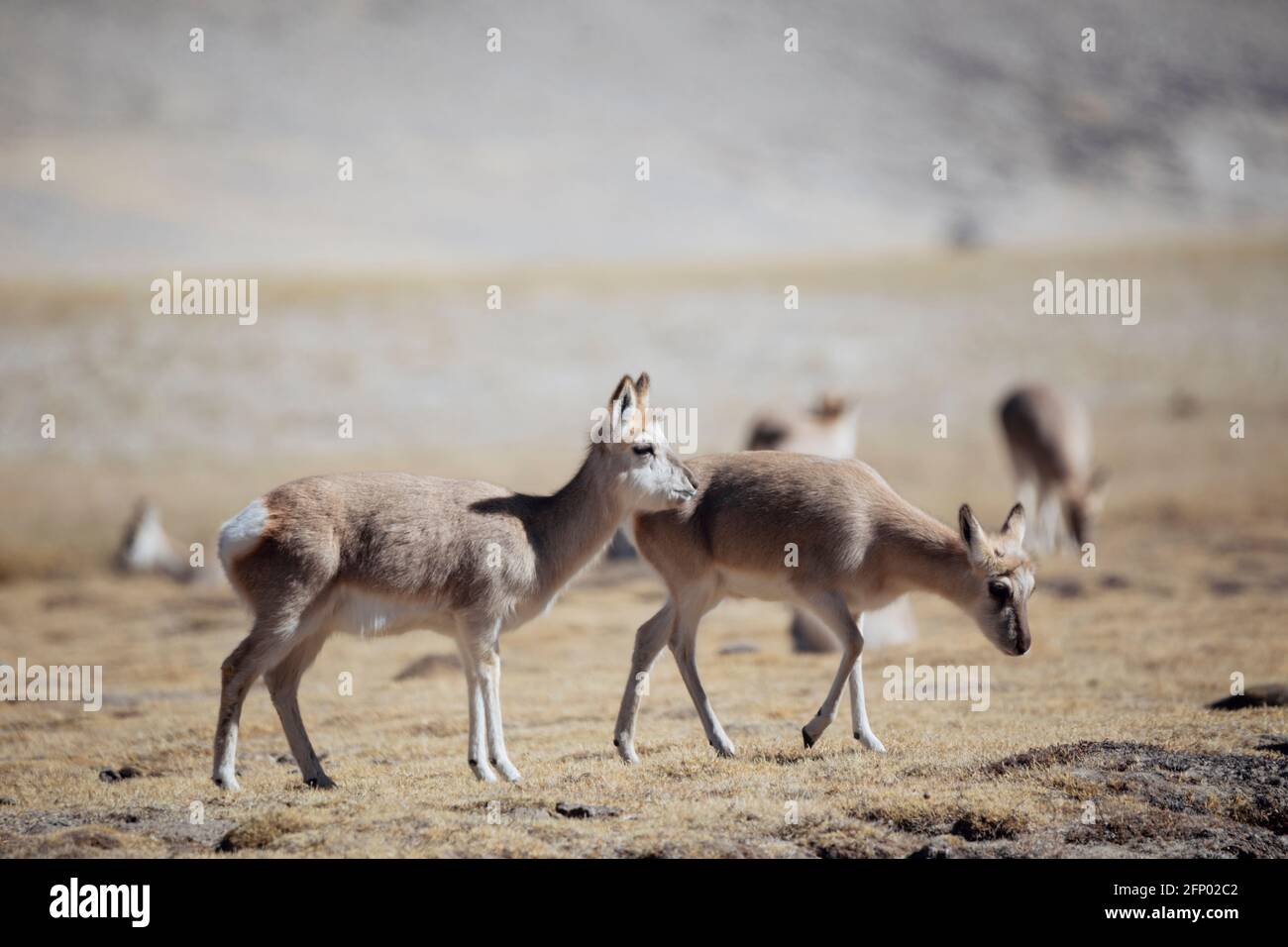 Procapra picticaudata hi-res stock photography and images - Alamy
