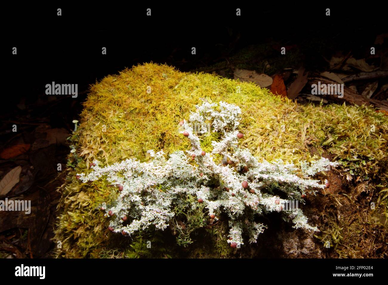 Light on lichen and moss on a tree branch, dark background, Tasmania ...