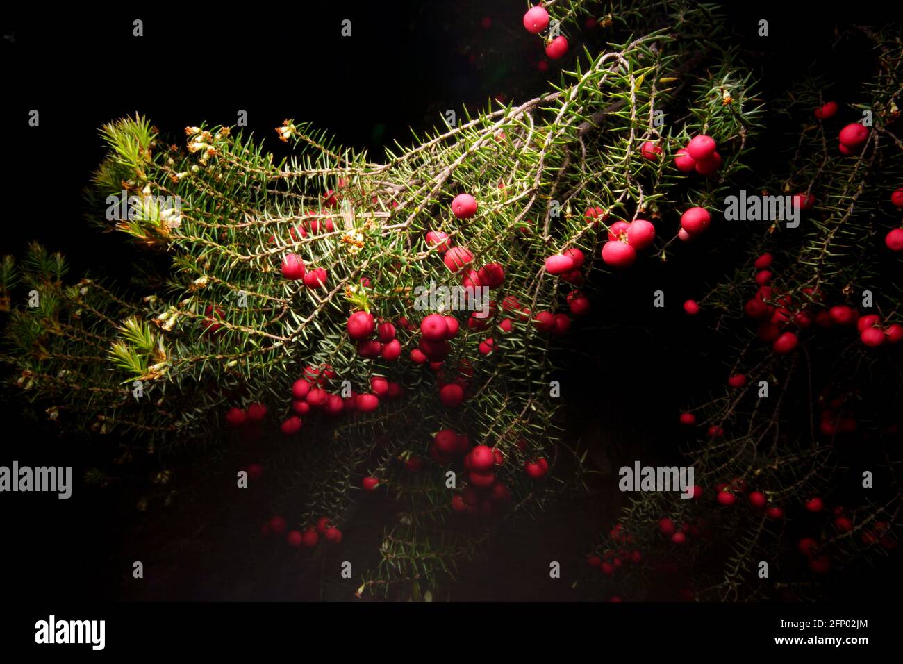 Branch of Leptecophylla parvifolia, the Mountain Pinkberry, with purple ...