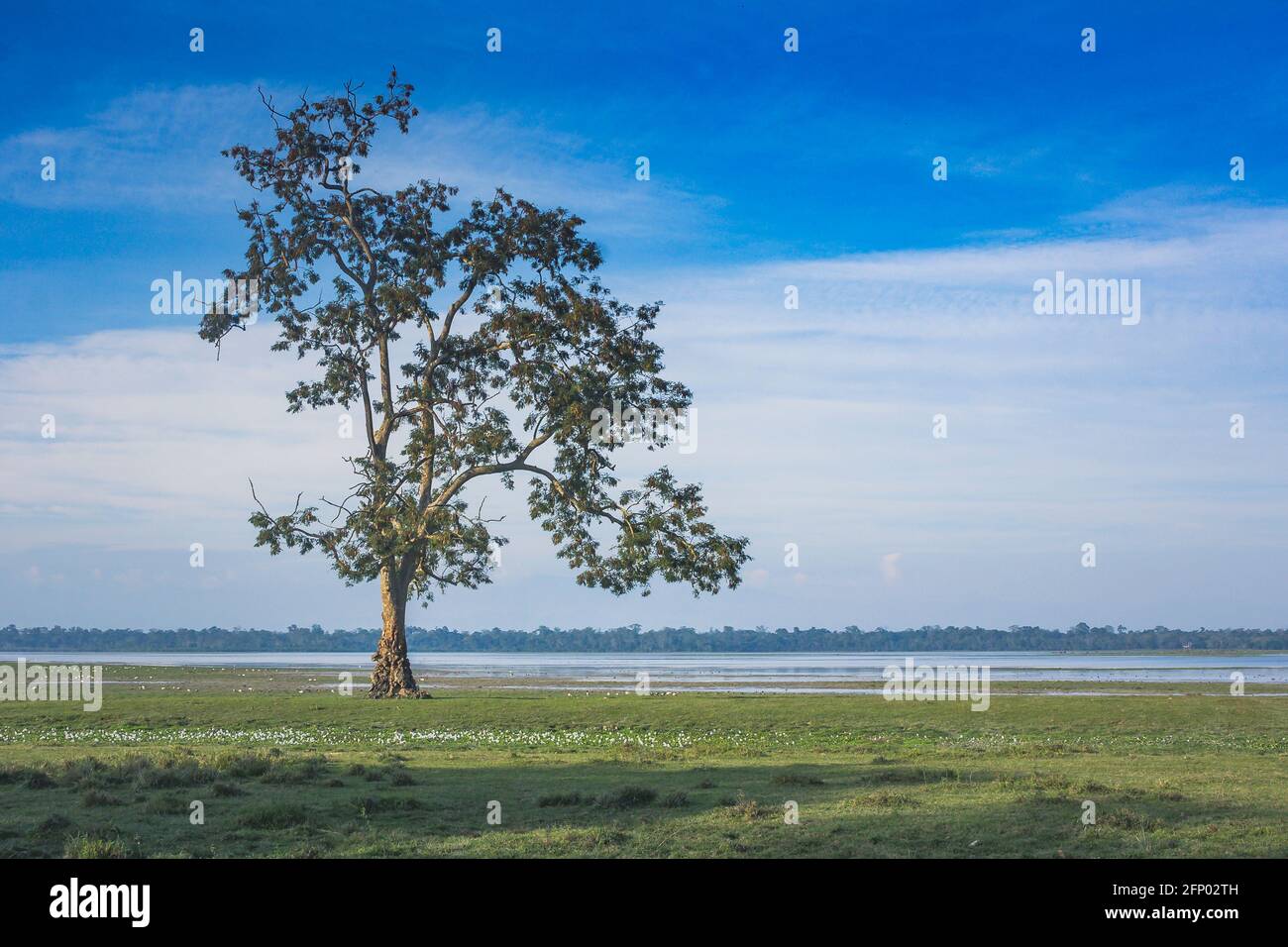 Tree at Kaziranga National Park, Assam, India Stock Photo - Alamy