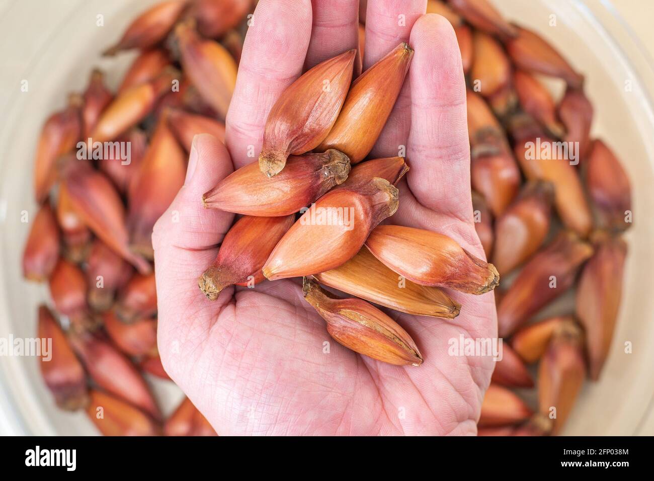 Hand showing some brazilian Pinion seeds, Araucaria seeds of Pinha ...