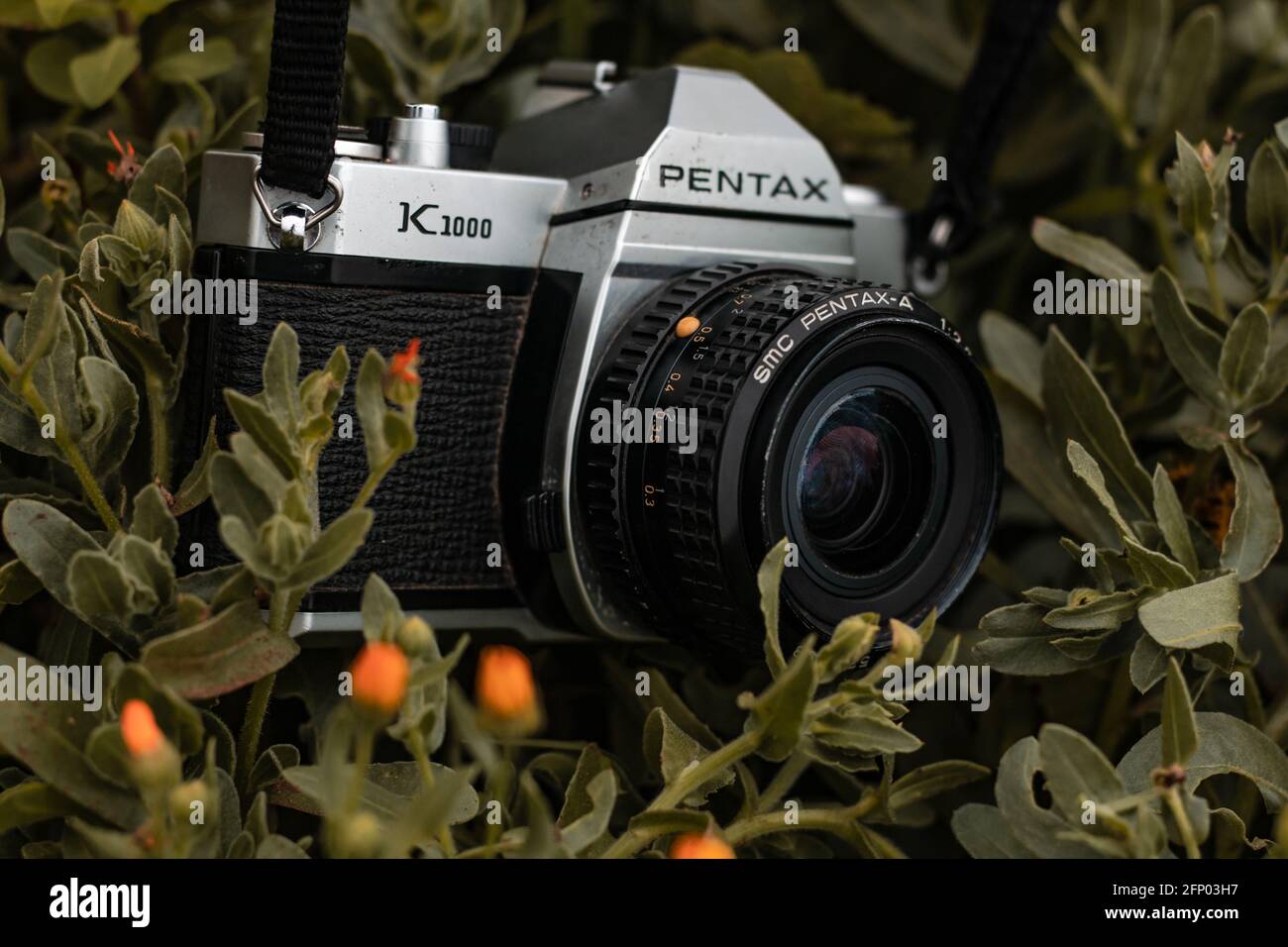 An old film camera PENTAX K1000 is displayed inside a green grass in ...