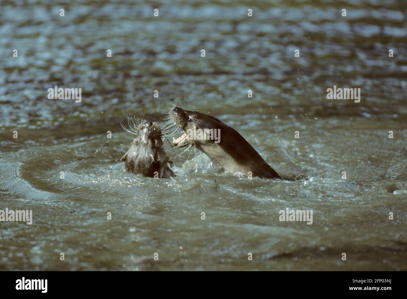 Otters - Playfighting Lutra lutra lutra The Otter Trust Suffok, UK ...