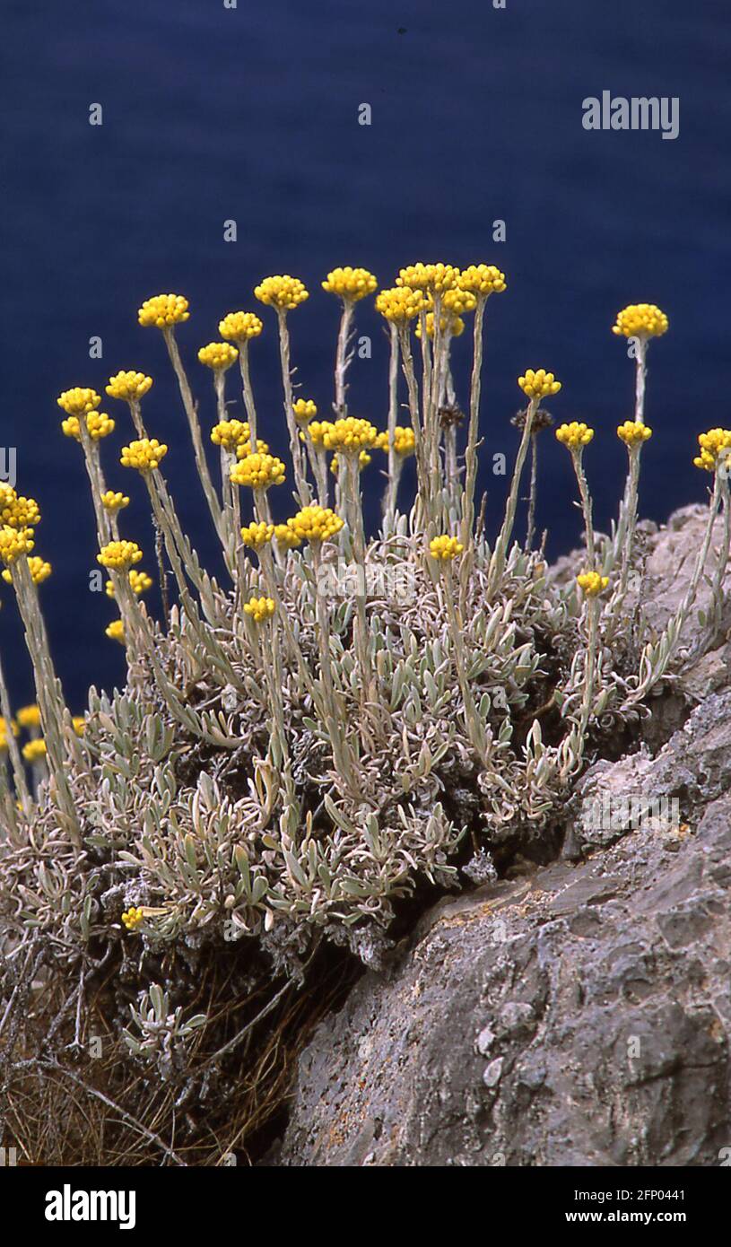 People collect the sempreviva flower on a small island called, "Piperi ...
