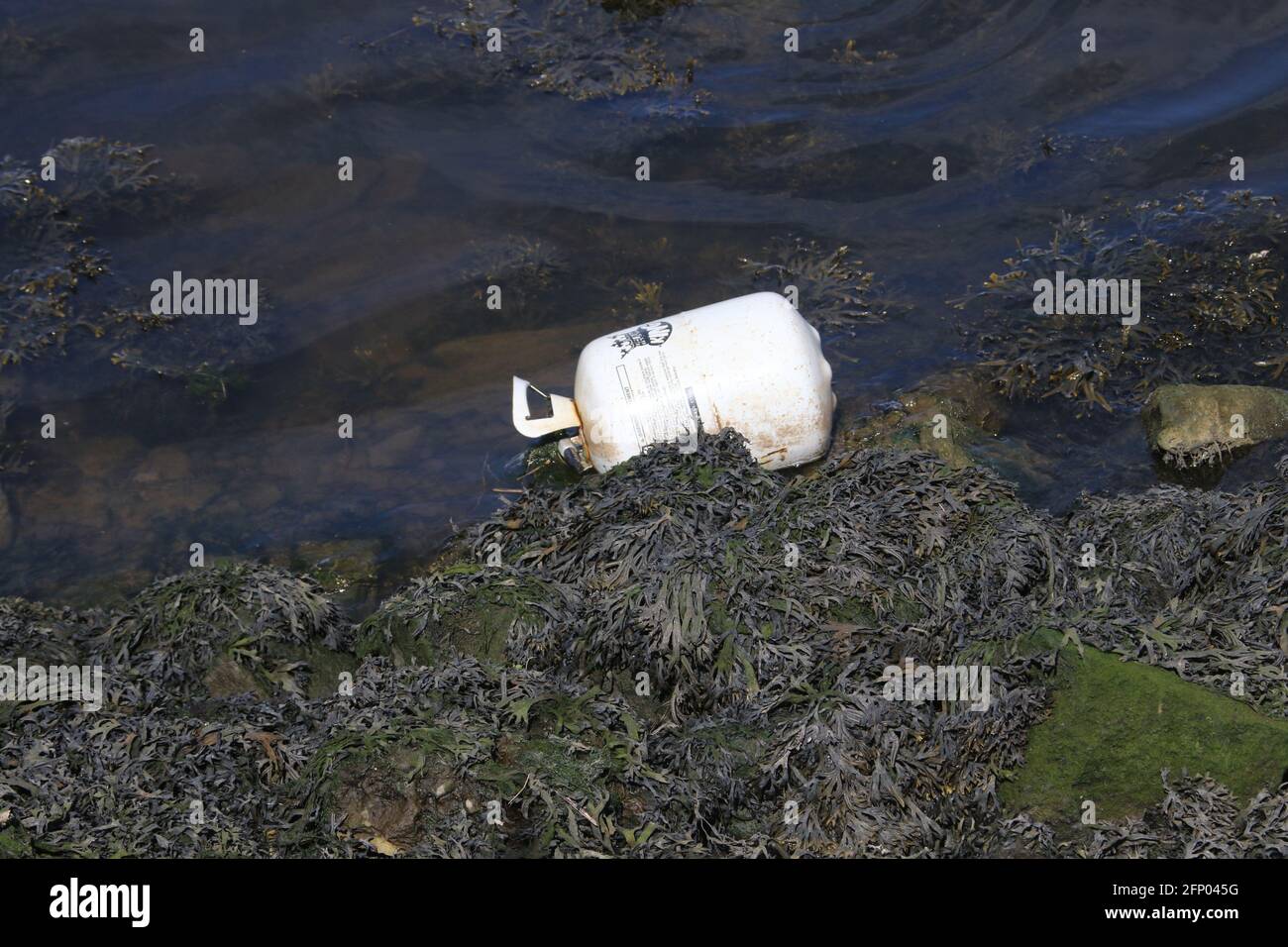 Flotsam and rubbish floating in the River Clyde Stock Photo - Alamy