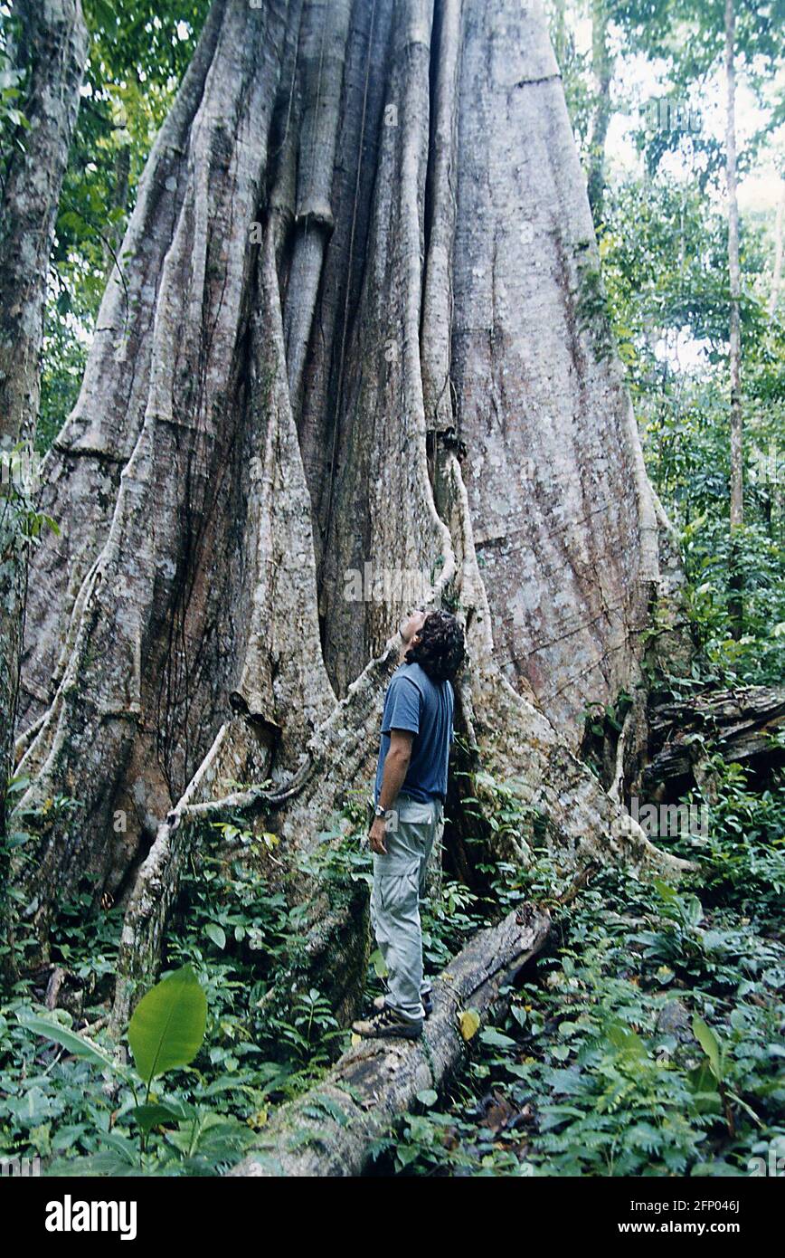a man standing next to a giant tree Stock Photo - Alamy