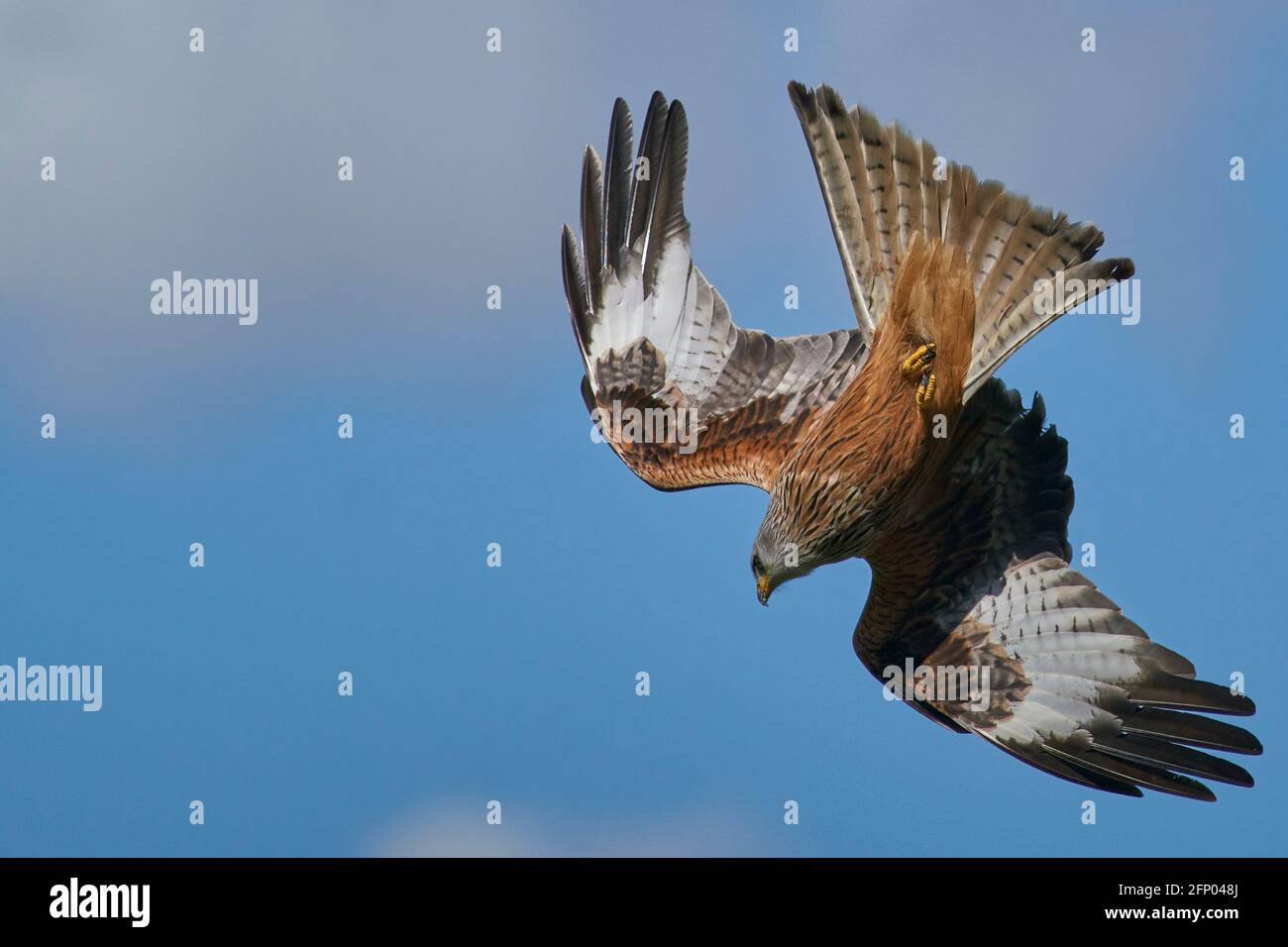 Red Kite (Milvus milvus) flying against a blue sky dotted with clouds ...